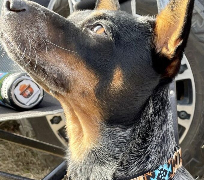 Hard Bottom Dog Car Seat Cover – Give Your Pets Room to Move! | Drovers ...