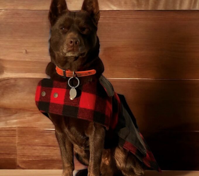 Hard Bottom Dog Car Seat Cover – Give Your Pets Room to Move! | Drovers ...